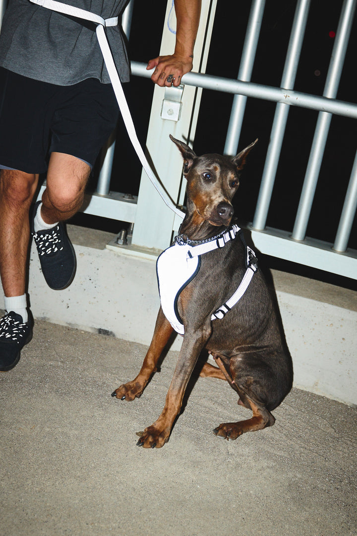 Ultra Reflective Dog Harness – Flare
